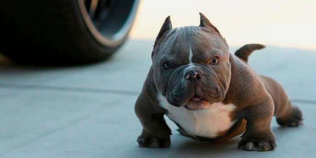 Micro Exotic American Bully - MicroExotic.com